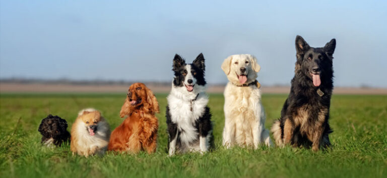 ABOUT - Empowering Dog Lovers - Protecting Canine Welfare - Hands2Paws