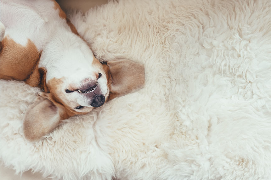 So Many Dog Beds: How Does One Choose? Is There Really a Difference ...