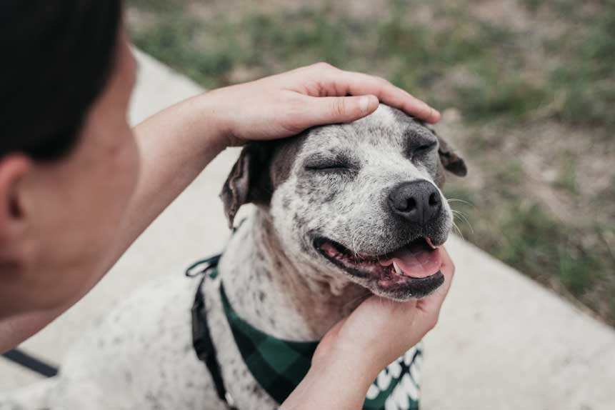 The Importance of Donating to 501(c) Rescue Organizations - Empowering ...