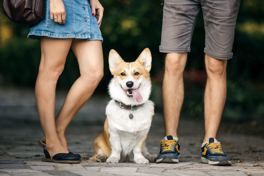 The Corgi: A Fascinating Breed with a Rich History - Empowering Dog ...