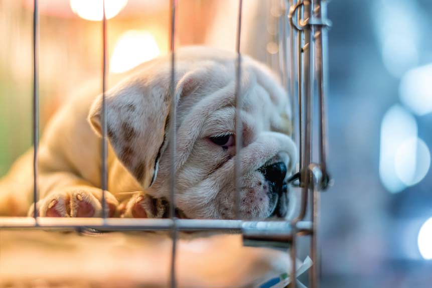 The Pitfalls of Buying Puppies from Pet Stores: Understanding Puppy ...