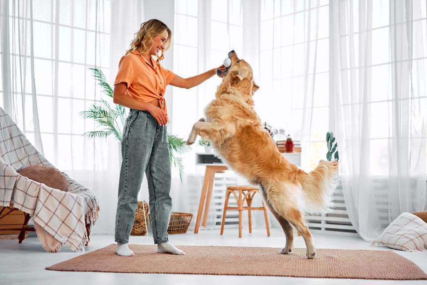 Big Dogs, Small Spaces: Finding the Perfect Fit for Apartment Living ...