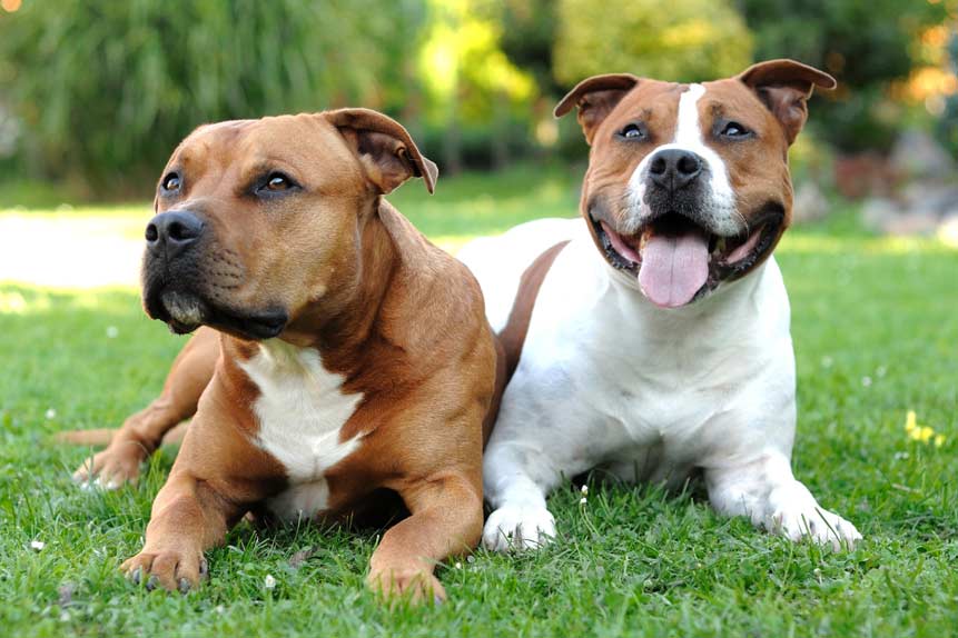 Evolution of Pit Bulls and Staffordshire Bull Terriers: A Tale of ...