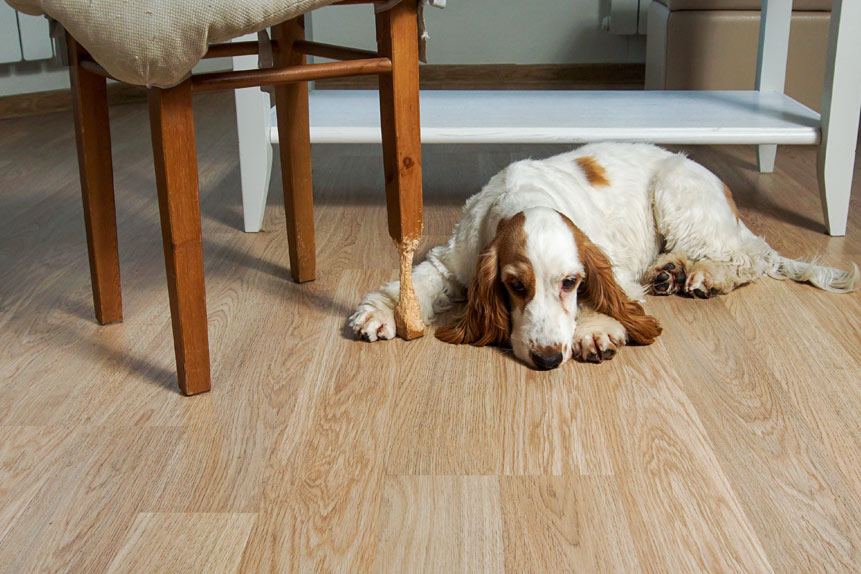 Understanding Grief in Dogs: Coping with the Loss of a Canine Companion ...