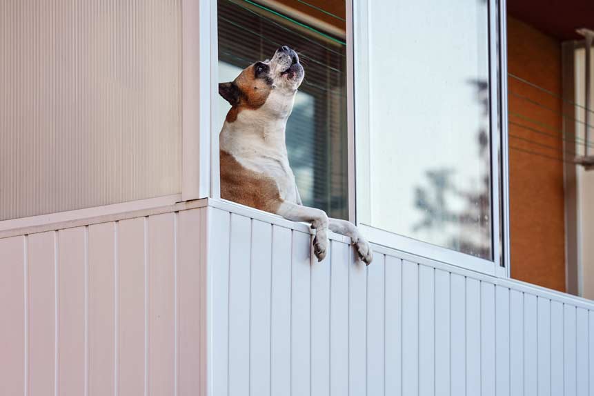 Navigating Pet Ownership in Rental Properties: Finding a Balance ...