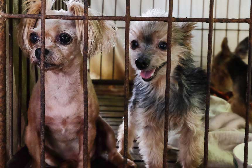 Uncovering the Truth About Backyard Dog Breeding - Empowering Dog ...