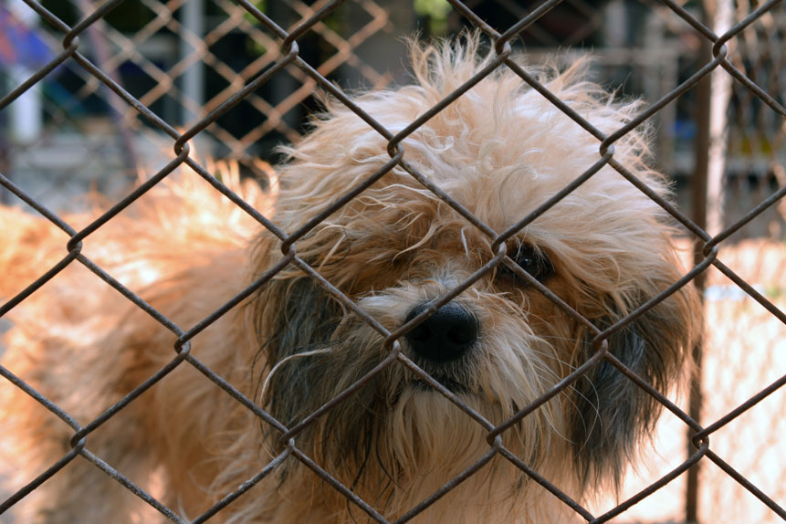 What is a Backyard Breeder? - Empowering Dog Lovers - Protecting Canine ...