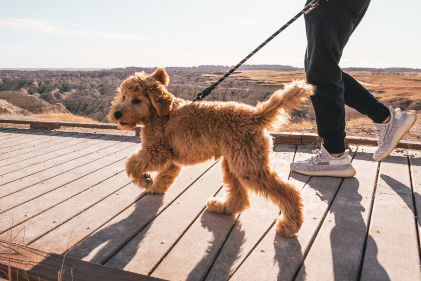 What is a Doodle? Uncovering the Truth Behind Doodles - Empowering Dog ...