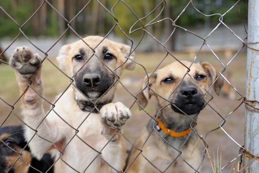 Understanding Donor Fatigue in Animal Shelters and Rescues: The Impact ...