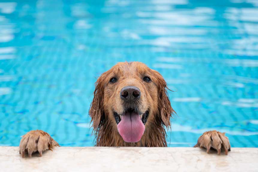 Water-Loving Dog Breeds for Summer 2025: Heat-Tolerant Dogs That Love ...