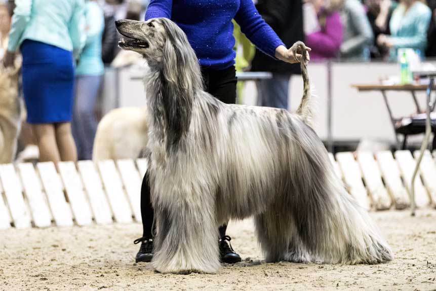 Understanding the Variations in Dog Breed Recognition Across Kennel ...