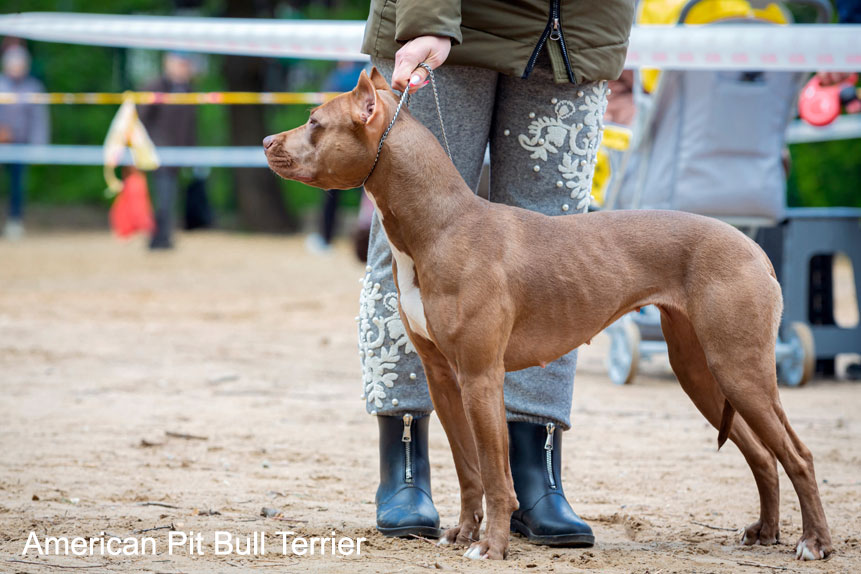Why Kennel Clubs Don’t Recognize the Same Dog Breeds Across the Country ...