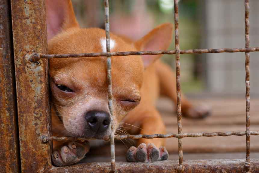 A Dire Howl: A Grim Future for Canines - Empowering Dog Lovers ...