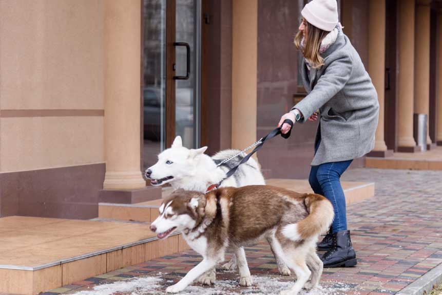 Understanding and Addressing Leash Tugging in Dogs - Empowering Dog ...