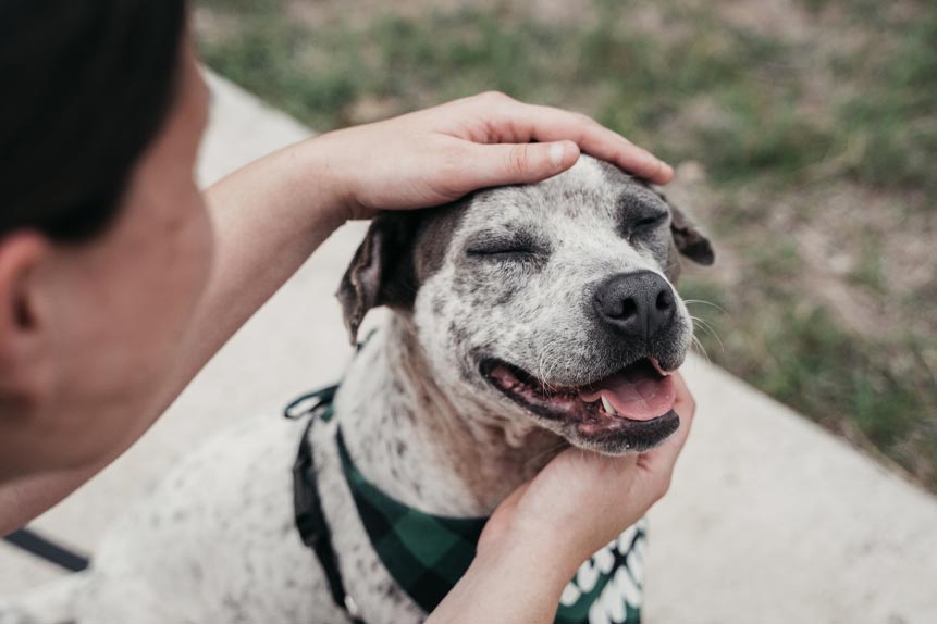 The Importance of Fostering Dogs: Navigating the Joys and Pitfalls ...