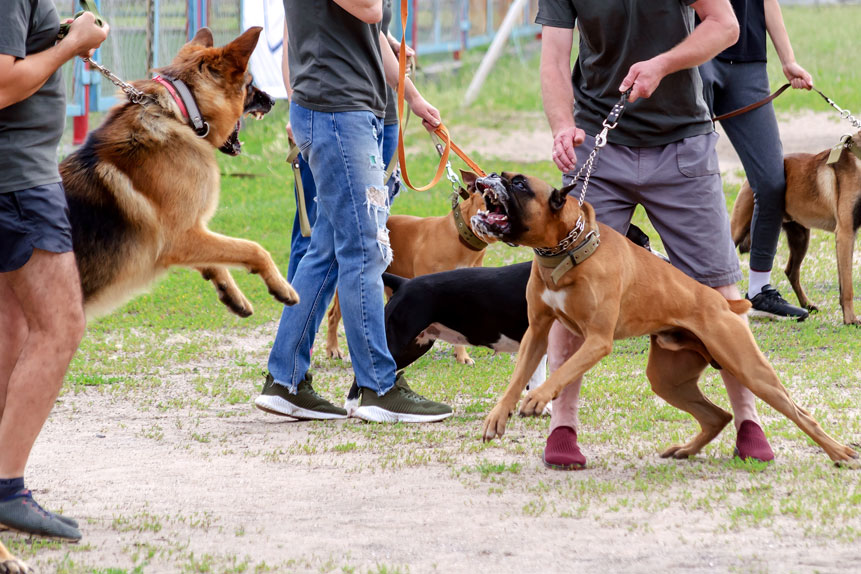 Understanding Liability: Who is Responsible in Dog-Related Incidents ...