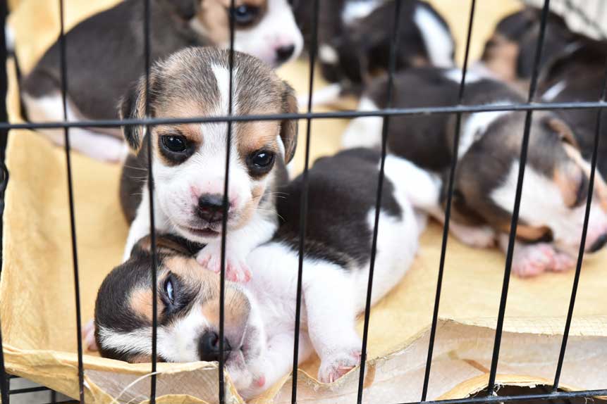 Navigating Conversations on Animal Welfare: Supporting Friends When ...