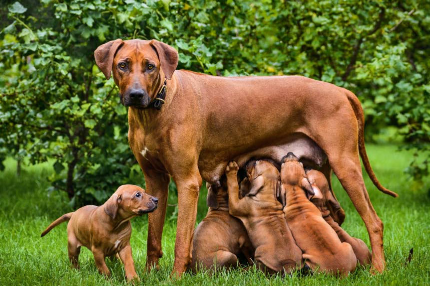 The Importance of Responsible Breeding Practices and the Role of Dog ...