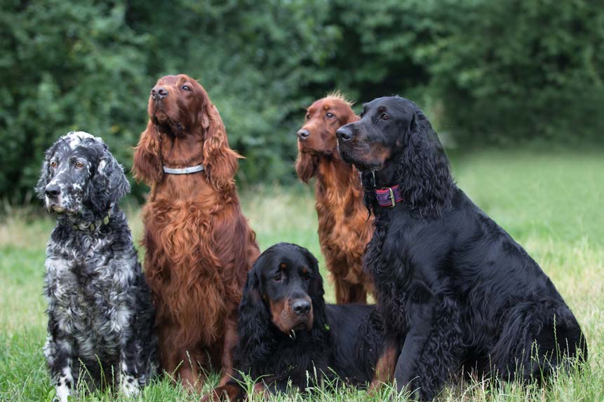 The History and Traits of Setter Dogs: A Guide to These Elegant Hunting ...