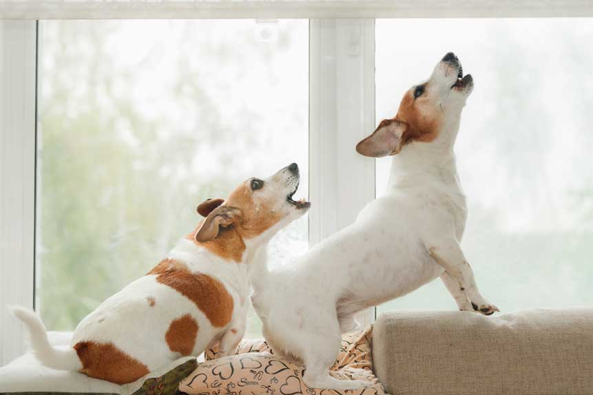 Woof or Ruff? Understanding the Varieties of Dog Barks - Empowering Dog Lovers - Protecting ...