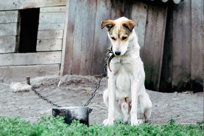 Is Animal Abuse on the Rise? - Empowering Dog Lovers - Protecting ...