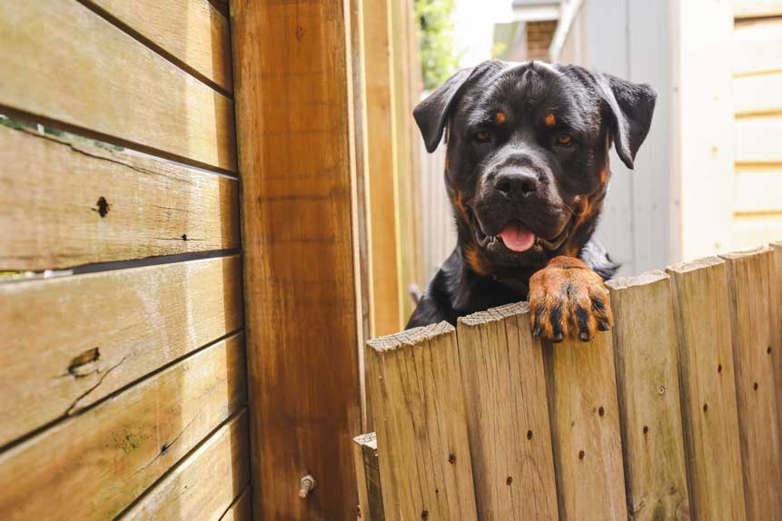 Dog Escape Liability: Legal Considerations When a Dog Opens the Gate ...