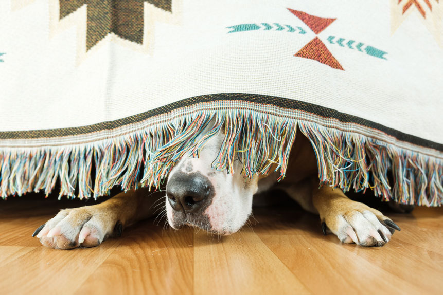 Fireworks and Dogs: How to Keep Your Pet Calm This Fourth of July ...