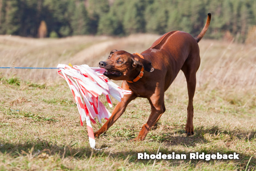 Top 10 High-Energy Dog Breeds for Active Families and Triathletes ...