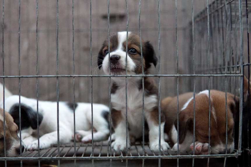Puppy Mills vs. Backyard Breeders vs. Animal Hoarders: Key Differences ...