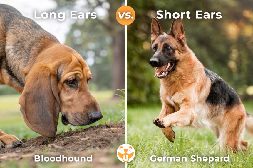 Long Ears vs. Short Ears: The Role of Ear Structure in Dog Breeds ...