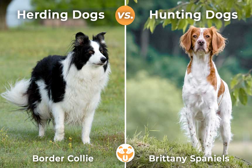 Herding Dogs vs. Hunting Dogs: Key Differences Explained - Empowering ...