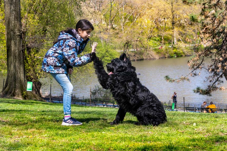 Giant Schnauzer: Right Breed for You? - Empowering Dog Lovers ...