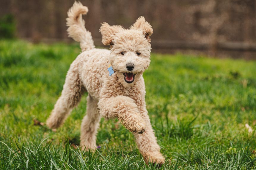 Doodle Dilemma: Truth Behind Mini, Micro & F1 Doodles - Empowering Dog ...