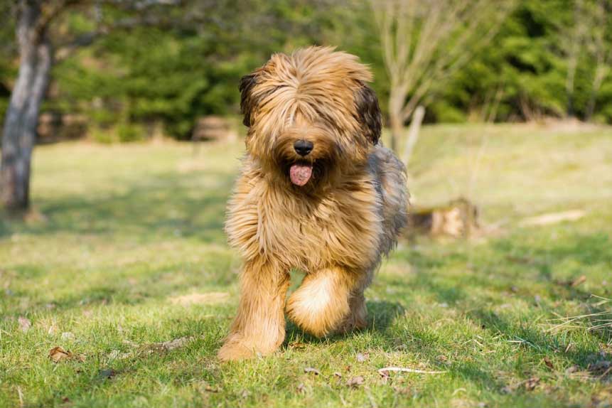 Is the Briard Dog Breed Right for You? - Empowering Dog Lovers ...