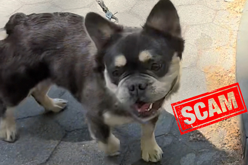 Exposing the “Fuzzy Frenchie” Scam: What Buyers Need to Know ...