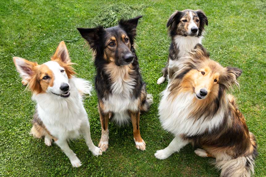 Why Choose a Purebred Dog? Benefits, Traits, and Guidance - Empowering ...