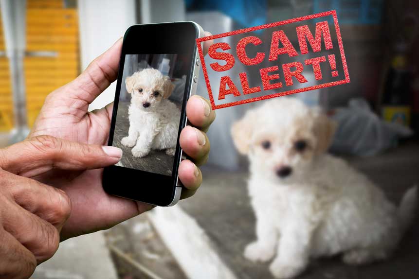 Protect Yourself from Online Puppy Scams: A Guide for Smart Pet ...
