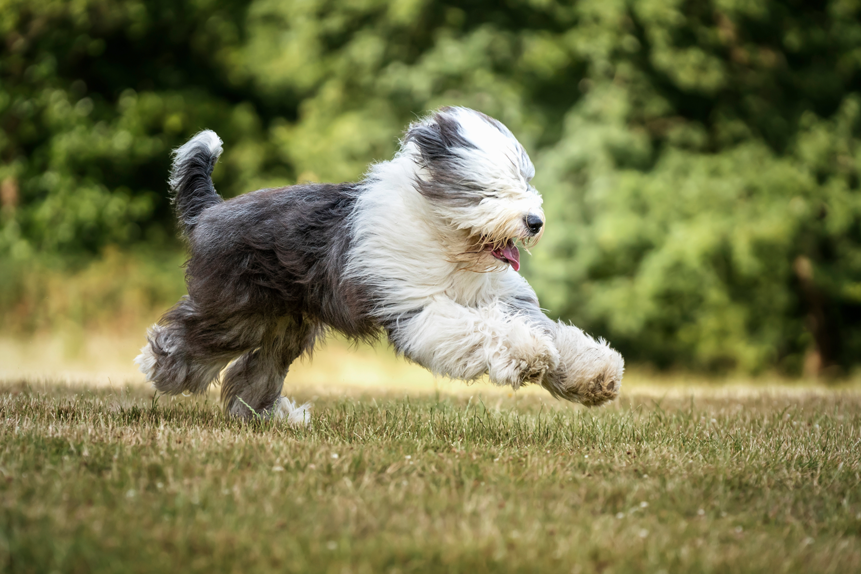Is the Old English Sheepdog the Right Match for You? - Empowering Dog ...