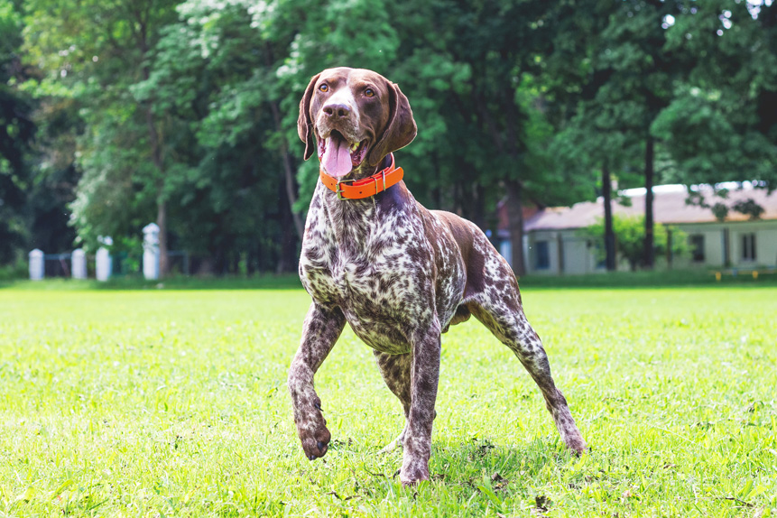 About the German Shorthaired Pointer (GSP) - Empowering Dog Lovers - Protecting Canine Welfare ...