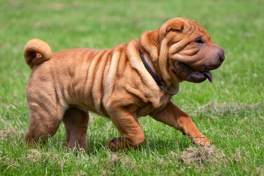Chinese Shar-Pei: Is This Loyal Dog Right for You? - Empowering Dog ...