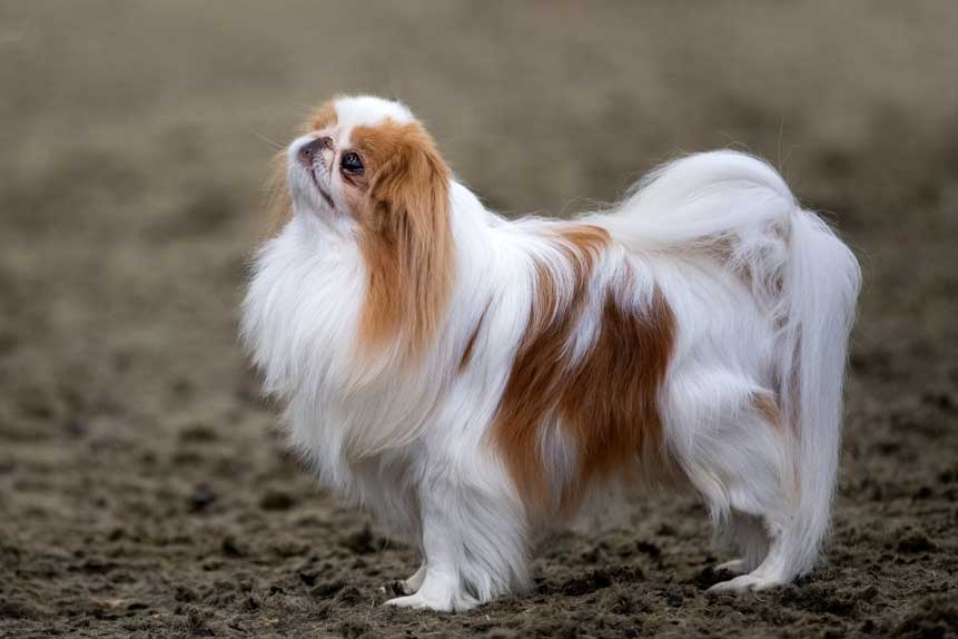 Is the Japanese Chin Right for You? - Empowering Dog Lovers ...